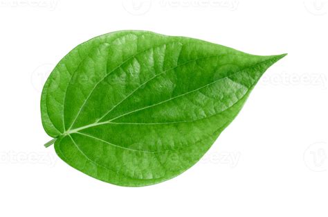 Green Betel Leaf Isolated On Transparent Background Png 22804876 PNG