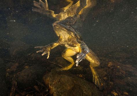 Goliath Frog News Central Tv On X 1 2 The Largest Frog In The World