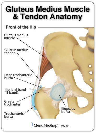 Effective Hip Flexor Stretch Gluteus Medius Tendonitis Hip Flexor