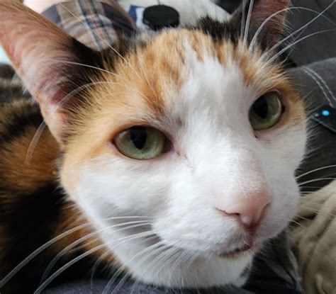 My Calico R Calicokittys