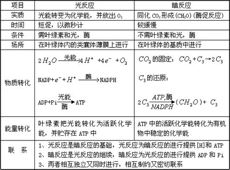 光反应和暗反应阶段的比较 91学