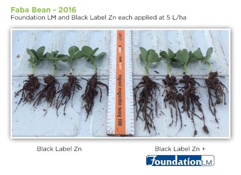 Great Early Root Growth In Faba Beans With Foundation Lm