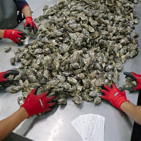 Oyster Species Around The World Baja Shellfish Farms