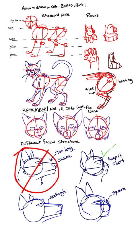 How To Draw A Cat Part 1 By Kytes On DeviantArt