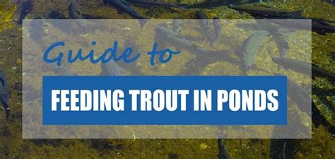 What Food Should You Feed Trout In Ponds Trout Food Guide