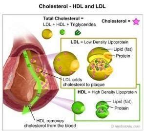 CholestÉrol 55 Ans Lâge Des Statines Pour Tous Cochrane Database
