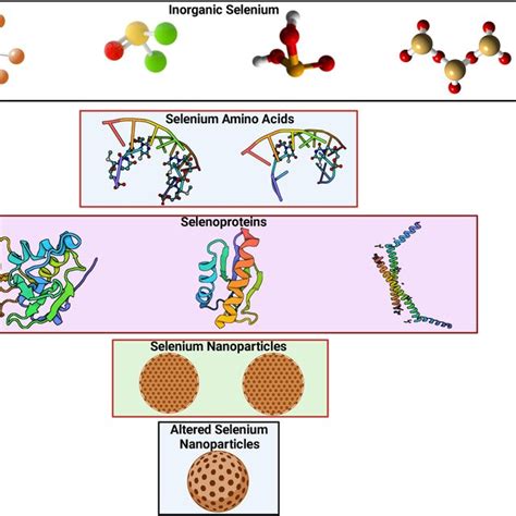 Graphical Illustration Showing Hierarchical Structure From Inorganic Download Scientific