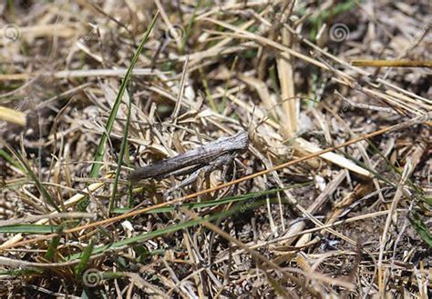 A Morphacris Fasciata Grasshopper A Grasshopper Native To South Africa