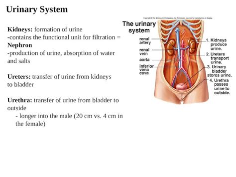 PPT Urinary System Kidneys Formation Of Urine Contains The Functional Unit For Filtration