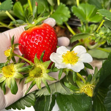 [새콤달콤 2화방 🍓 예약주문 개시] 기다리고 기다리던 2화방을 젊은 예비농업인 서인호의 인스타 Facebook