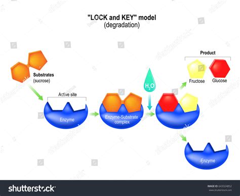 Lock Key Model Degradation Metabolic Processes Stock Illustration 643324852