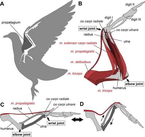How Did Birds Get Wings We May Have Found The Missing Link In