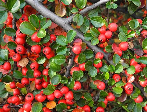 Cotoneaster Guide How To Grow And Care For These Evergreen Shrubs