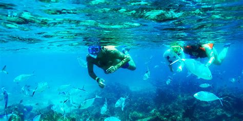 Snorkeling Catalina Island Excursiones Punta Cana