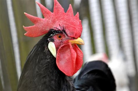 The Most Common Chicken Predators Identify And Protect Your Flock