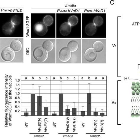 Growth Complementation Assays Of Yeast V Atpase V O Subunit Mutants Download Scientific