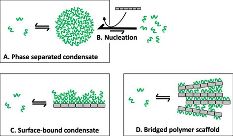 Phase Separated Vs Surface Bound Condensates A Phase Separated Download Scientific Diagram