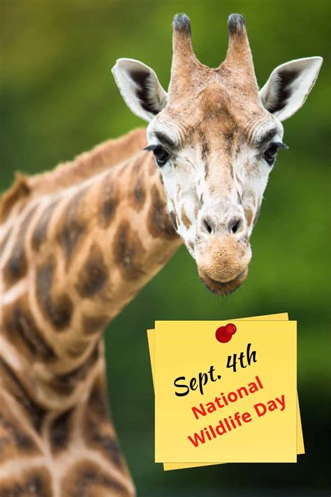 How To Celebrate National Wildlife Day Turning The Clock Back