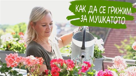 Как да се грижим за мушкатото Съветеи за декорация на балкона Youtube