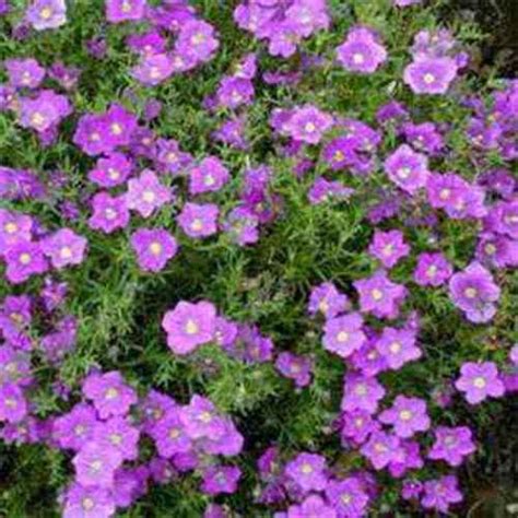 Purple Flowering Ground Cover Identification Purple Flowering Ground Cover Identification
