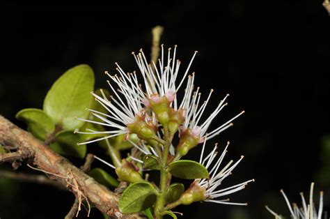 Metrosideros Perforata Myrtaceae