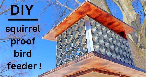 Build Your Own Diy Squirrel Trap