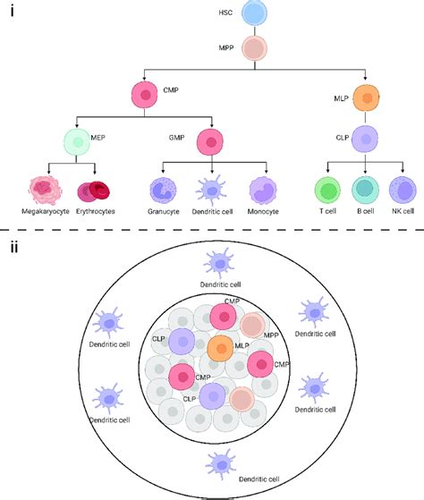 I Schematic Representation Of Classical Hscs In A Tree Like Model Download Scientific