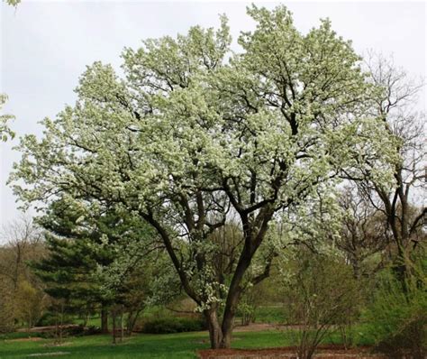 Круша каква е ползата за човека Инструкции от засаждане до прибиране на реколтата за начинаещи