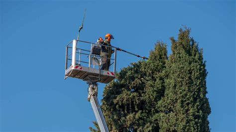 Common Pruning Mistakes To Avoid