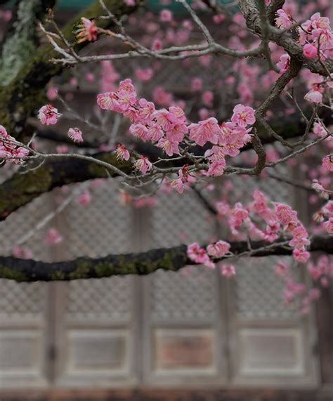 식물은 힘들고 아픈 긴 성장 끝에 향기를 뿜는 꽃을 피운 다 그러나 그 향기 나는 순간이라는 건 또 얼마나 짧은가 향기의 절정에서 꽃은 진다 안도현 사랑하고 싶은