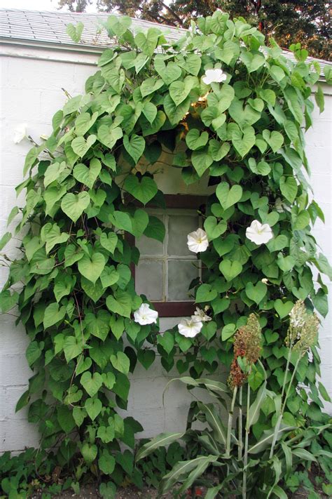 12 Fast Growing Flowering Vines For Your Garden Climbing Flowering Vines Climbing Flowers