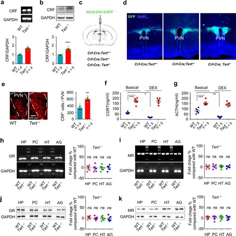 Hyperactivity Of The HPA Axis In Tert Knockout Mice Without GR And MR Download Scientific