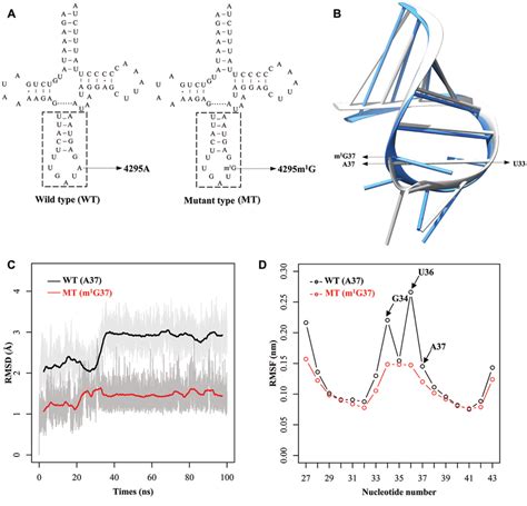 MD Simulations On The Anticodon Stem Loop Of Wild Type And Mutated TRNA Download Scientific