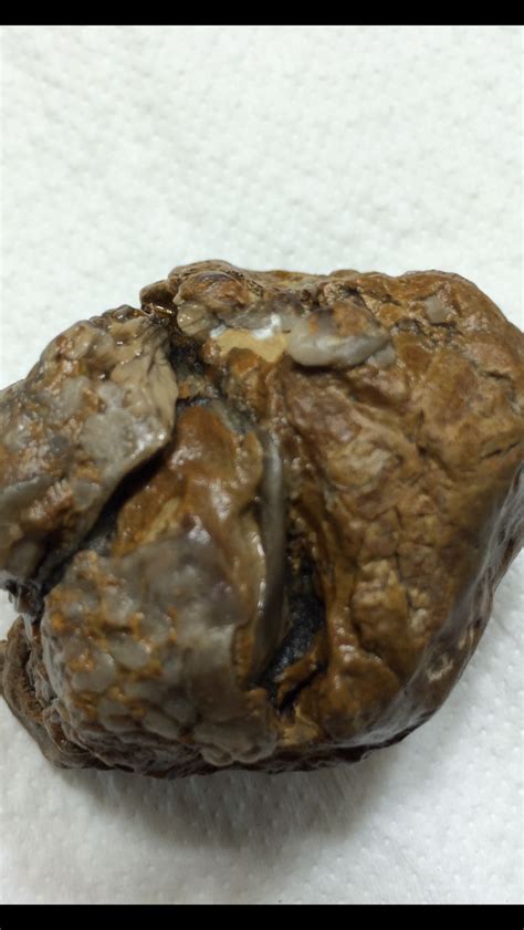 Id Fossil ID The Fossil Forum