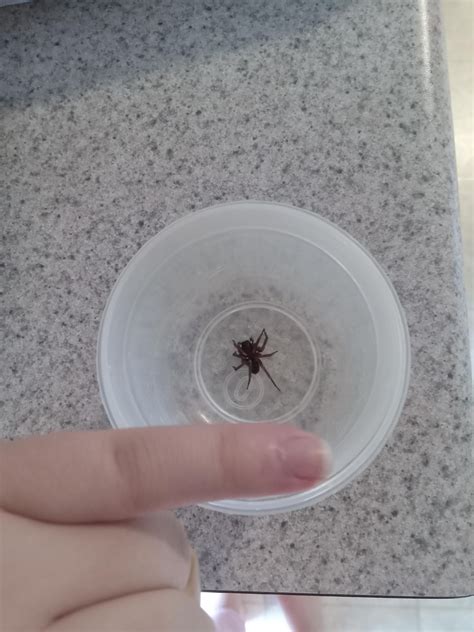 Little Hacklemesh Weaver Isnt It Cute Rinsects