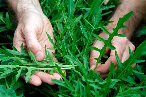 27 Facts About Rocket