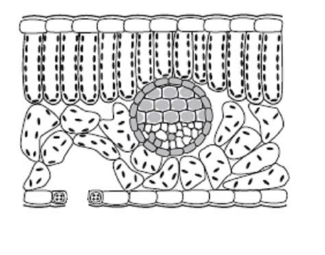 Unlabeled Cross Section Of A Leaf