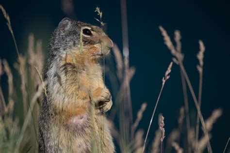 Wildlife Watching Columbia Ground Squirrel Destination Castlegar