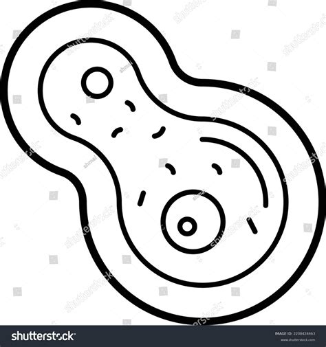 Bacterial Binary Fission Vector Line Icon Stock Vector Royalty Free 2208424463 Shutterstock