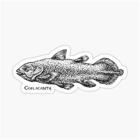 Coelacanth Sticker For Sale By Scuba Div3r Redbubble
