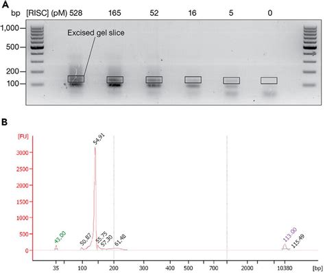 Purification And Quality Control Of Rbns Sequencing Libraries A After