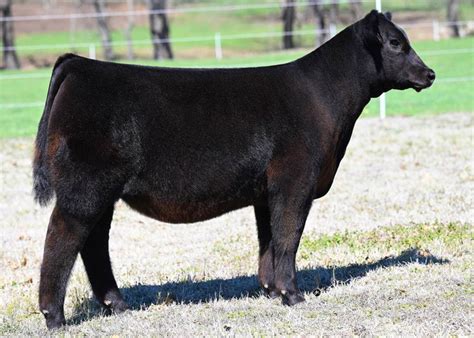Conley A1sexed Female Cattle Visions