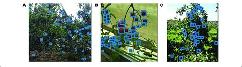 Examples Of The Results Of Detection Algorithms Tested On Different