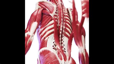 Мышечная система поясничного и грудного отделов позвоночника позвоночник анатомиячеловека