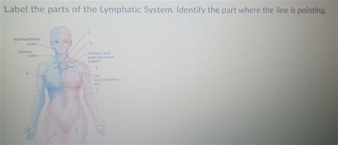 Solved Label The Parts Of The Lymphatic System Identify The Part