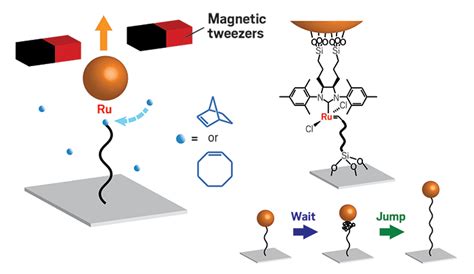 Single Molecule Experiment Reveals Polymer Growth Spurts