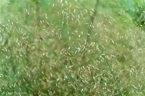 트리코데스참새그령 Eragrostis Trichodes