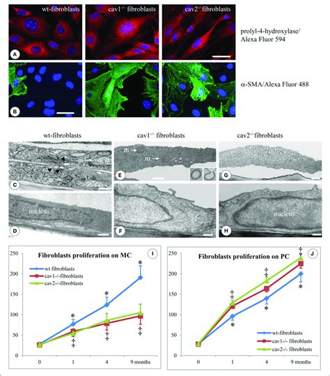 Specific Morphological And Proliferative Features Of Isolated Mouse Download Scientific