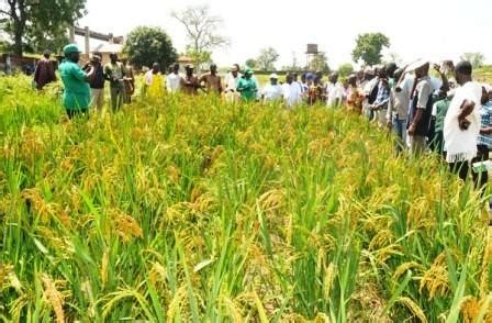 Wheat Farming Business Plan In Nigeria