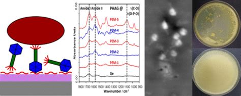 具有外周结合的金黄色葡萄球菌噬菌体的聚（乙烯亚胺） 聚（丙烯酸）多层涂层具有抗菌特性 Acs Applied Polymer Materials X Mol